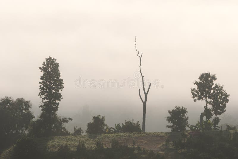 Dead Tree in the Mist in Northern Thailand Stock Image - Image of early ...