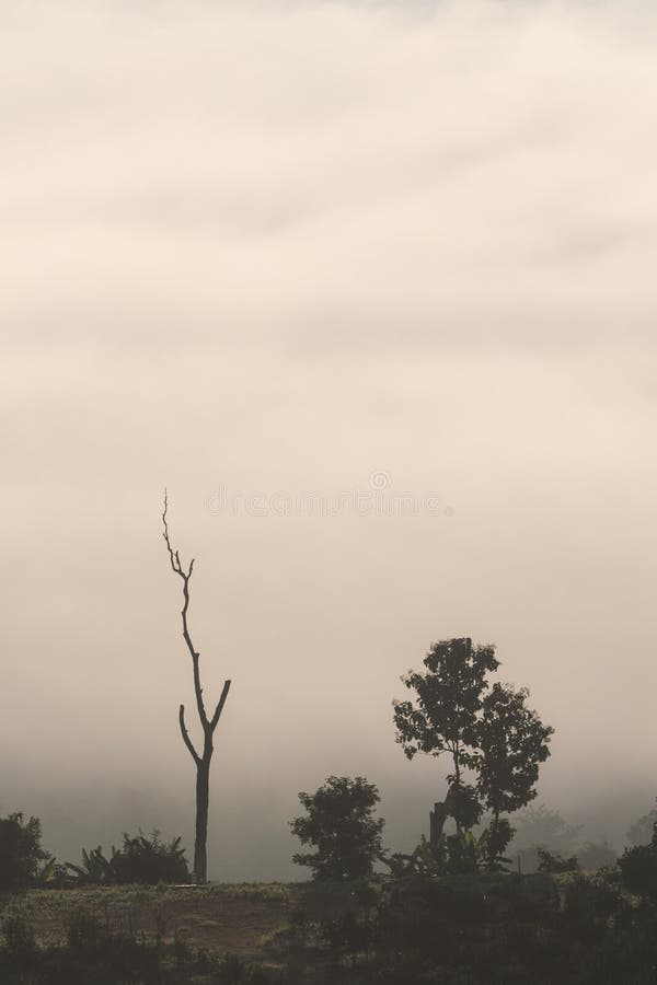 Dead Tree in the Mist in Northern Thailand Stock Photo - Image of ...