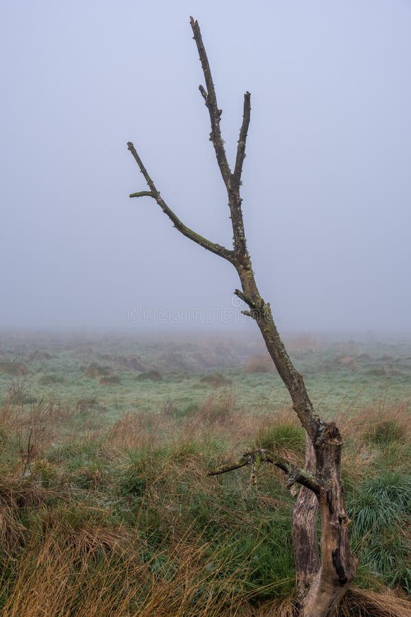 Dead Tree on a Misty Morning Stock Image - Image of spring, misty ...