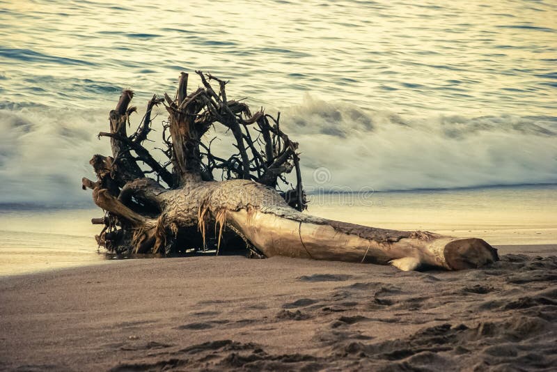 130 Dead Tree Lying Shore Stock Photos - Free & Royalty-Free Stock ...