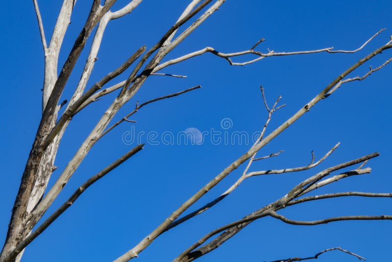 Moon behind trees stock image. Image of dead, silhouette - 107574279