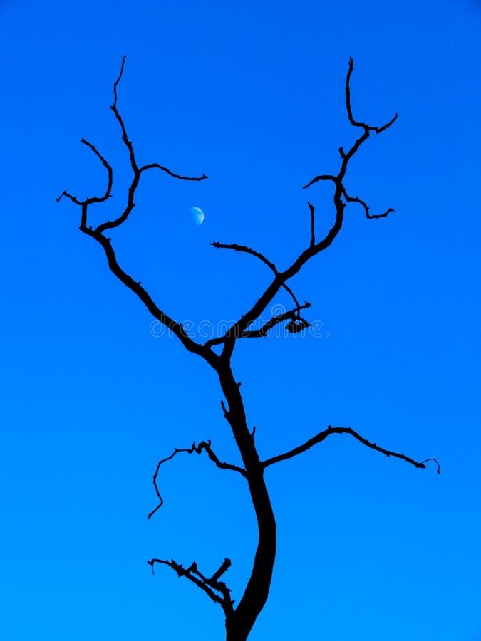 Dead Tree and Moon stock photo. Image of plant, nature - 78792178