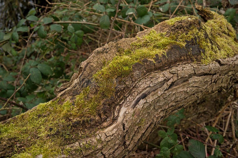 Dead Tree with Moss - Bryophyta Stock Photo - Image of stems, wood ...