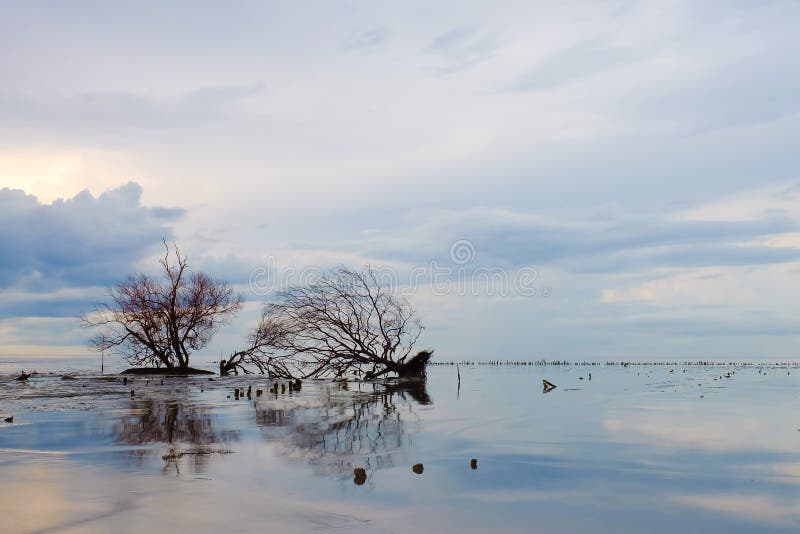 Dead Tree and Live Tree in the Mud Stock Image - Image of coast ...