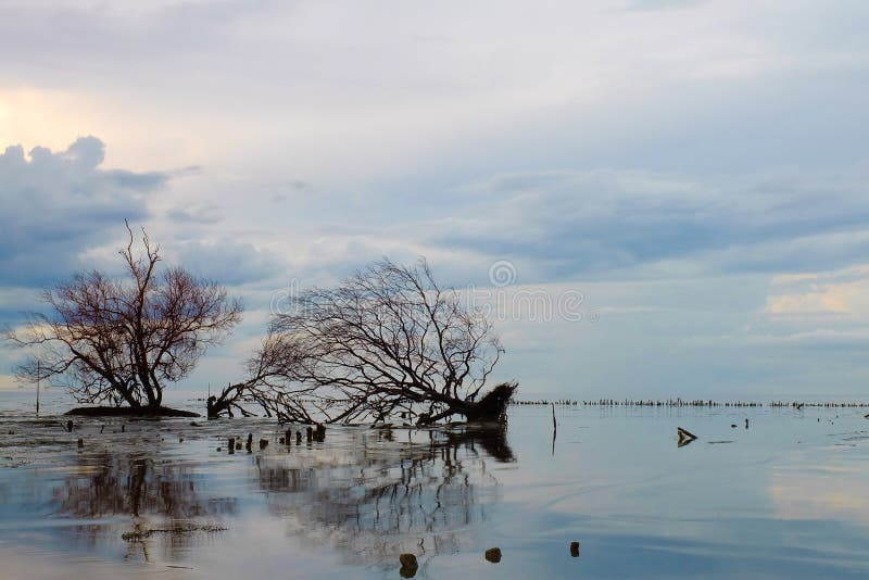 Dead Tree and Live Tree in the Mud Stock Image - Image of weather, wood ...