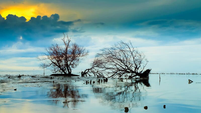 Dead tree in the mud stock image. Image of standing - 230916683
