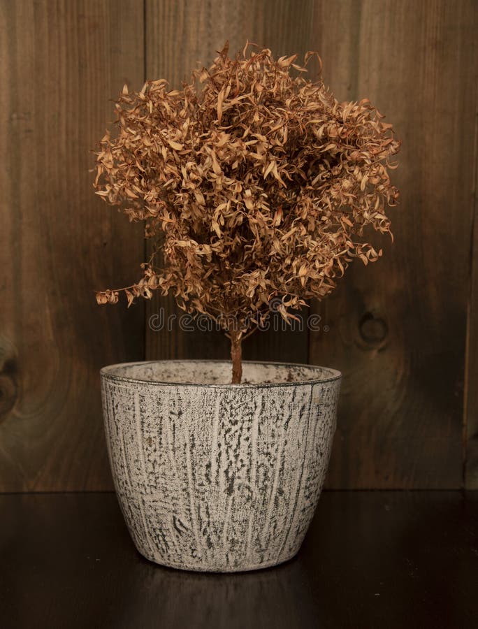 Dead Tree in a Ceramic Pot on a Wooden Background Stock Image - Image ...