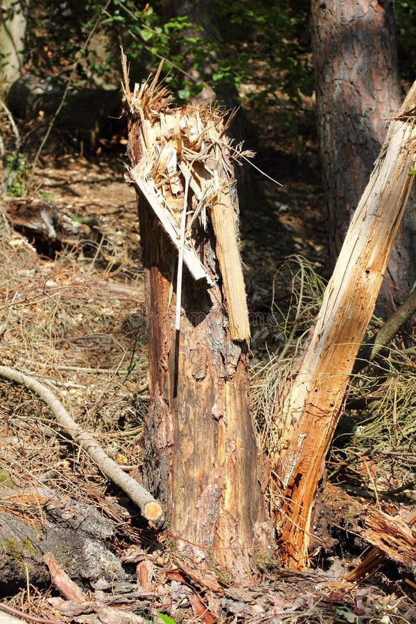 Dead tree stock photo. Image of natural, drought, forests - 73392964
