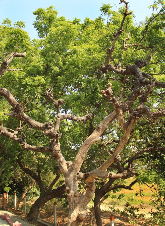 Dead tree stock image. Image of branches, aged, powerful - 70116693