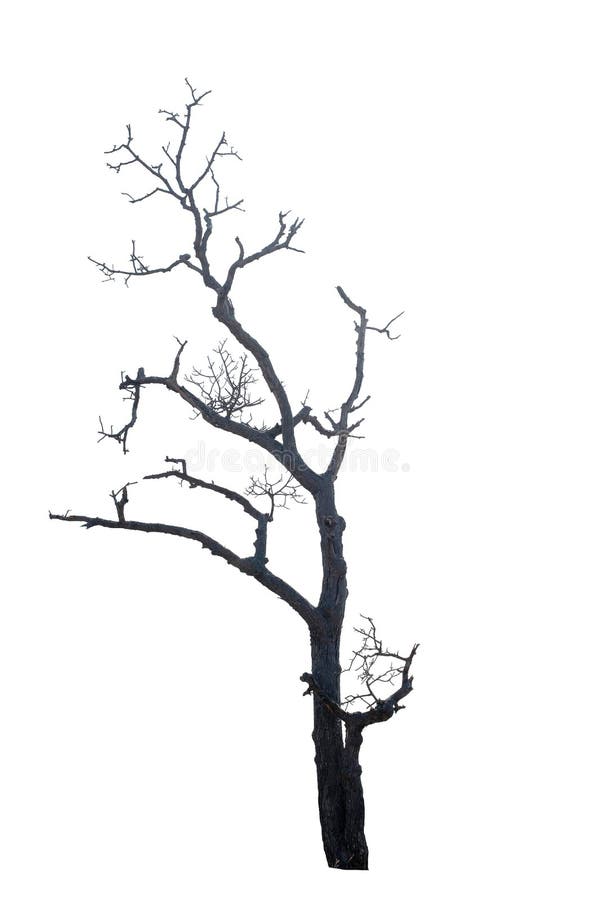 Dead Tree on the White Background Stock Image - Image of forest ...