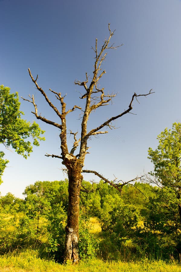 Dead tree stock image. Image of dead, france, landscape - 34020677