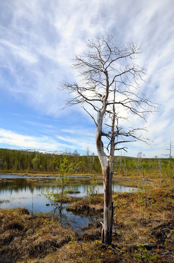 Dead tree near bog stock image. Image of wilderness, snag - 14752537