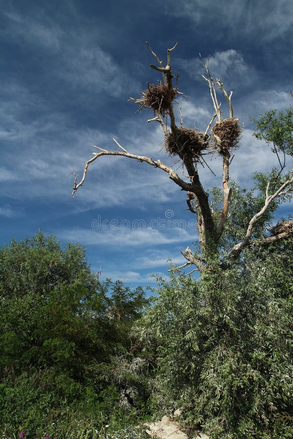 Dead Tree with Nests on Top. Stock Photo - Image of pollution, nests ...
