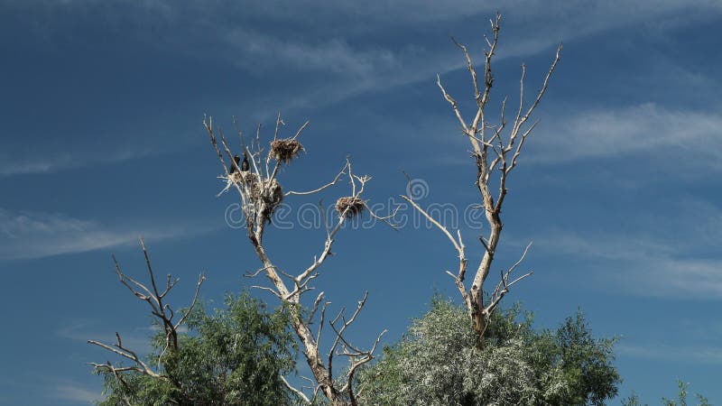 Dead Tree with Nests on Top. Stock Photo - Image of global, thirst ...
