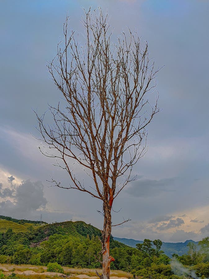 A Dead Tree with No Leaves among the Green Grass Stock Image - Image of ...