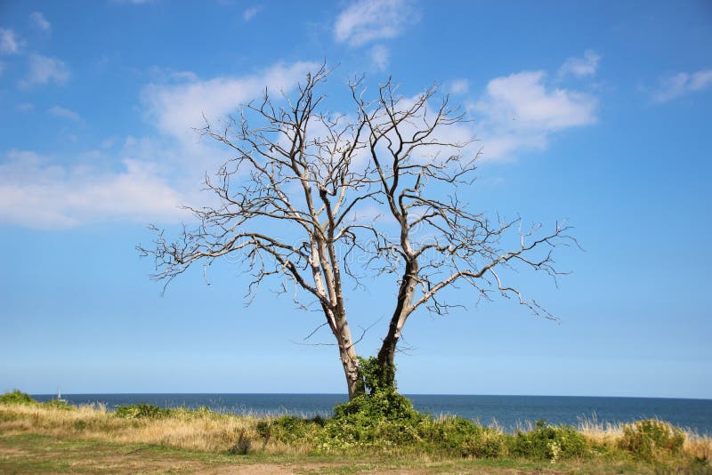 Dead Tree Ocean Front Horizon Background Stock Photos - Free & Royalty ...