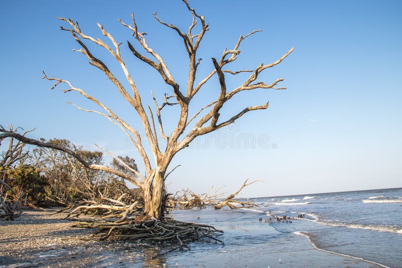 Dead tree in the ocean stock photo. Image of sunrise - 163794920
