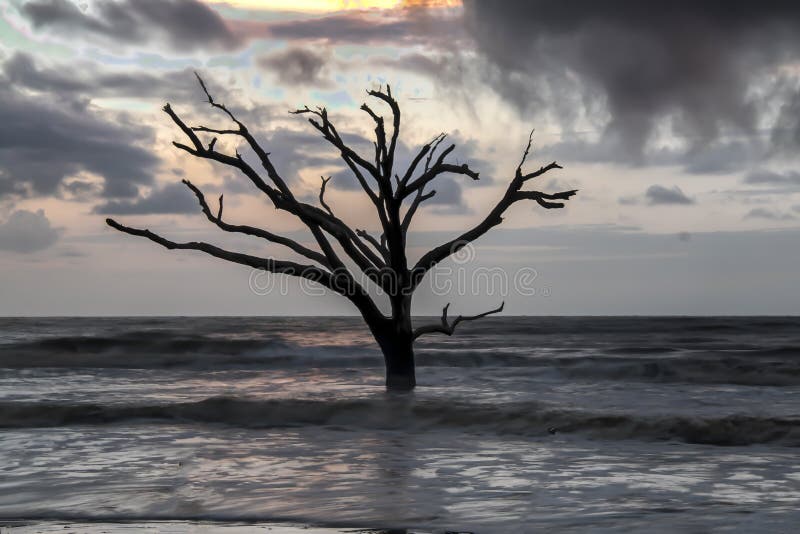 Dead tree in the ocean stock photo. Image of sunrise - 163794920