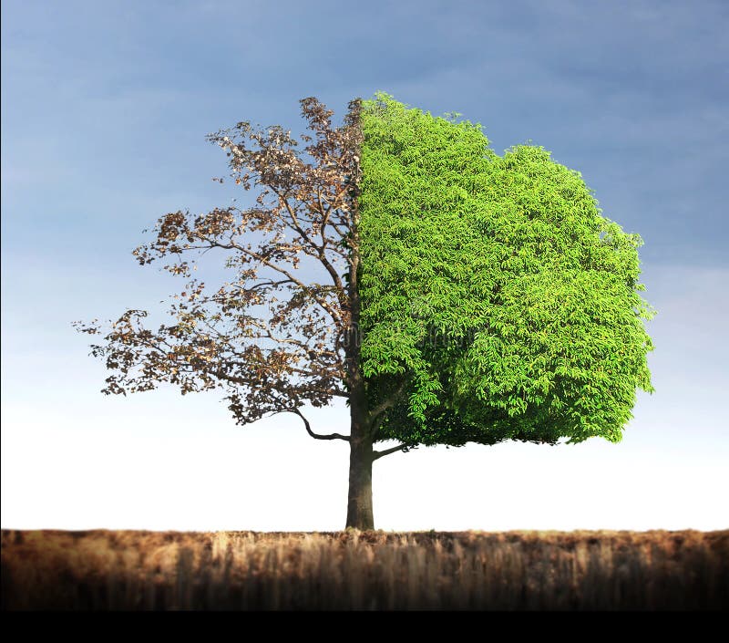 Dead Tree on One Side and Living Tree Stock Photo - Image of dirt ...