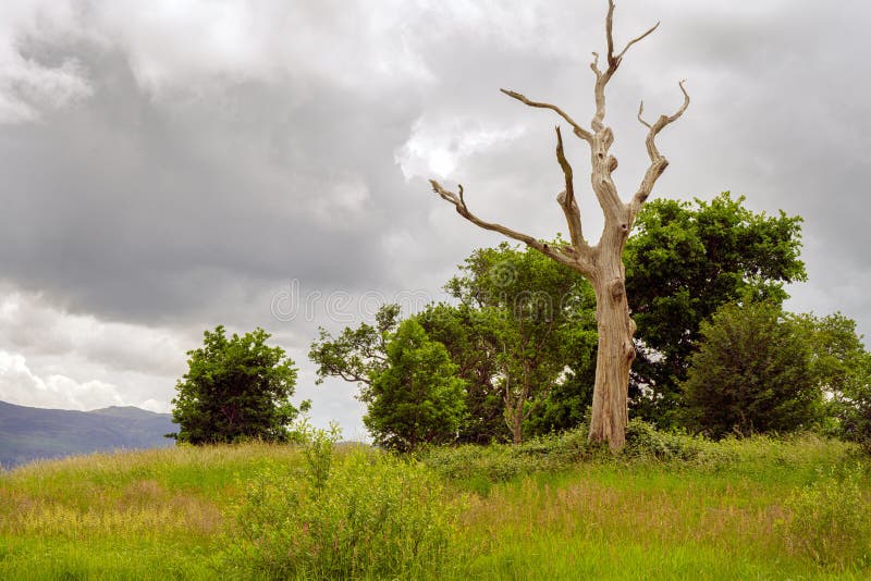 Dead Tree among Other Other Trees in Summer Stock Photo - Image of ...