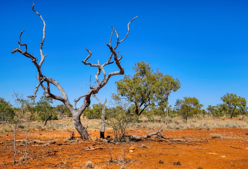 Dead Tree in the Outback of Queensland Australia Stock Photo - Image of ...