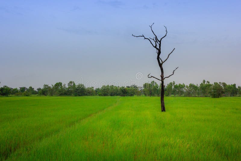 Dead Tree Over Green Rice Fields in Morning, Thailand Stock Image ...