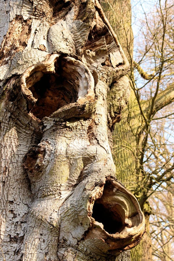 Dead Tree with Hearts Carved in a Park Stock Photo - Image of europe ...