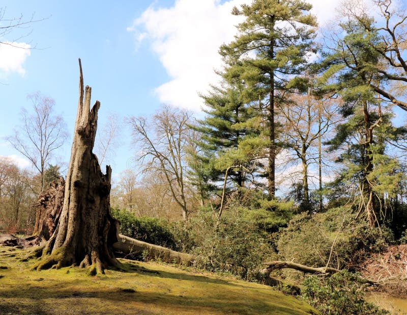 Dead Tree with Hearts Carved in a Park Stock Photo - Image of europe ...