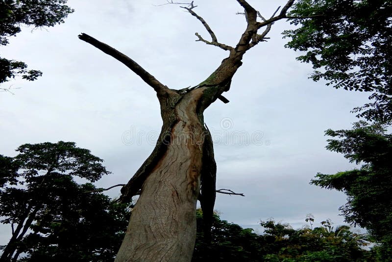 Dead Tree with Peeling Bark Under Cloudy Sky, Surrounded by Forest ...