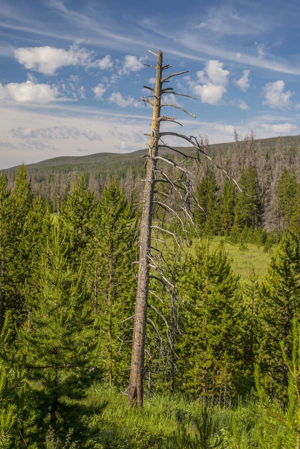 Dead Tree in the Pine Forest Stock Image - Image of landscape ...