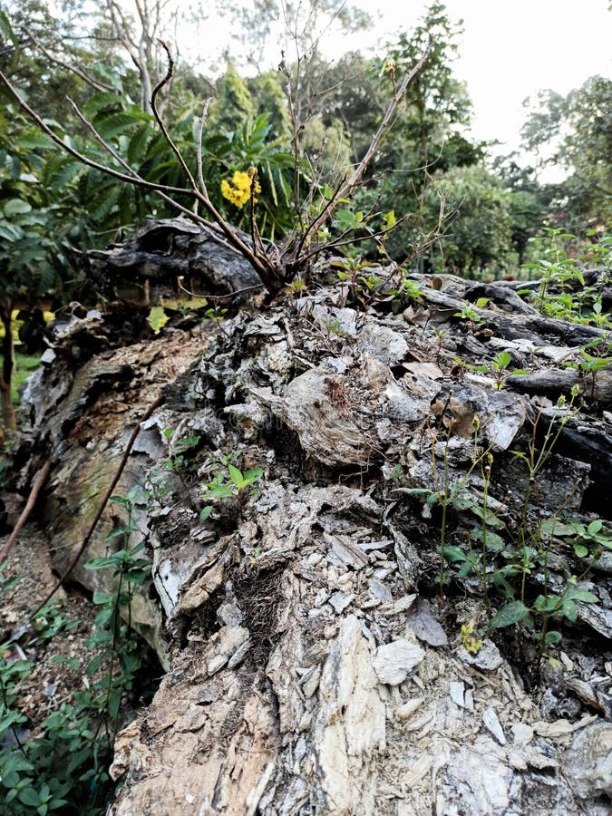 Dead Plants stock photo. Image of down, brown, dark, plants - 94267898