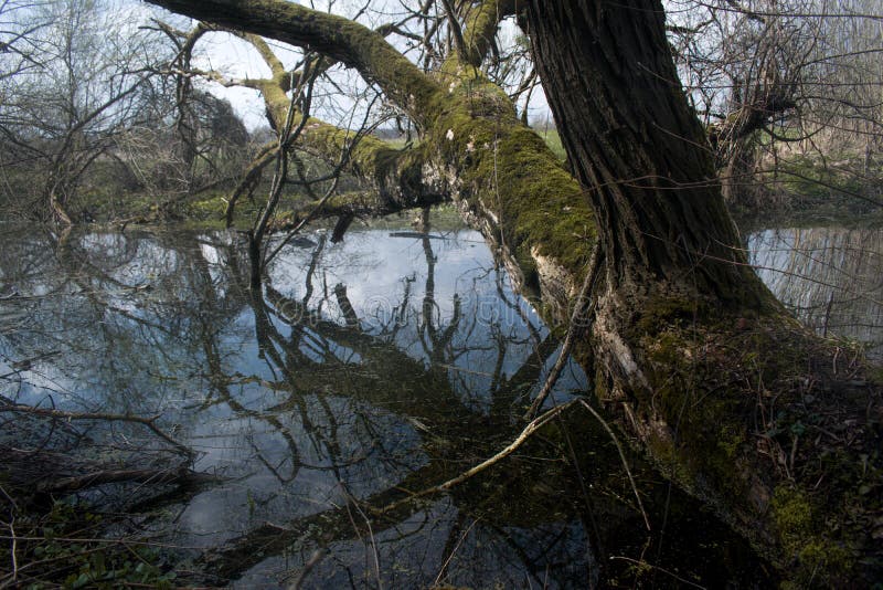 Old Tree at Pond at Snowy Day Stock Photo - Image of relaxation ...