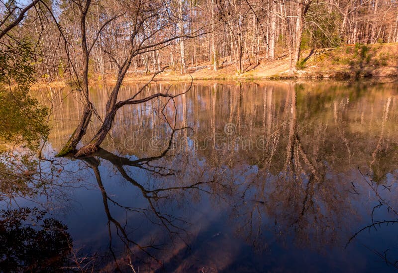 Dead tree in pond stock photo. Image of south, trunk - 126331102