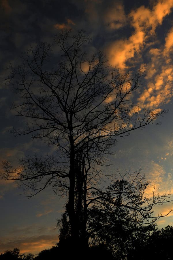 Dead tree and red clouds stock photo. Image of environment - 126700216