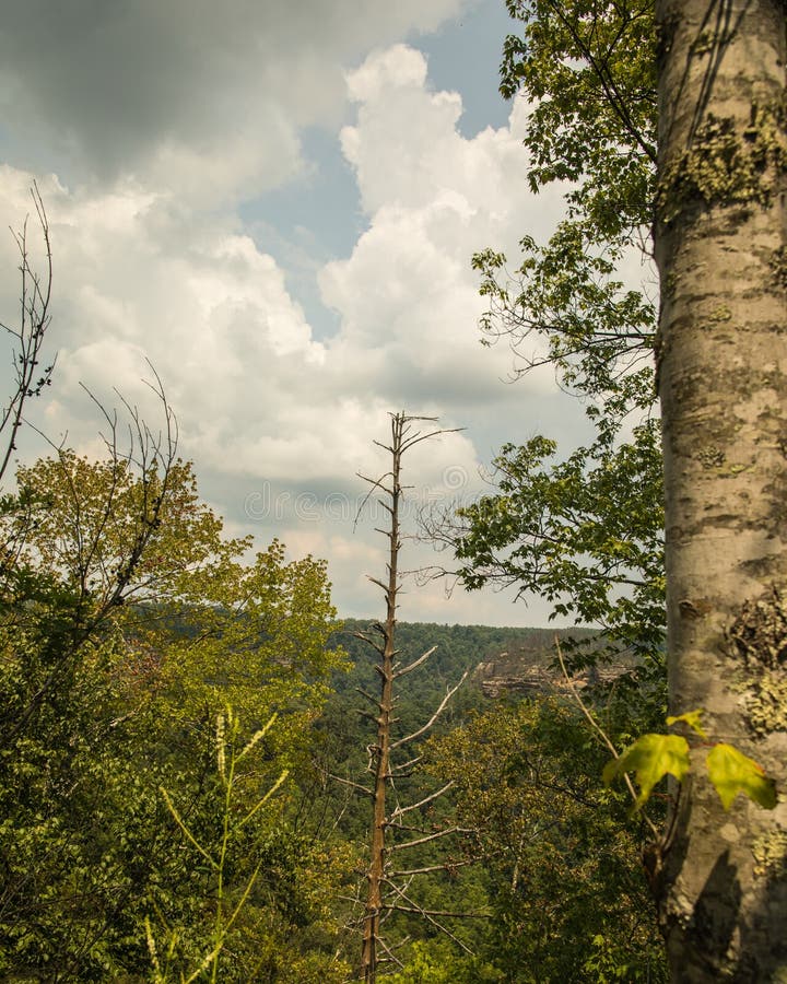 Dead Tree on Red River Gorge Bluff Stock Image - Image of mixwd ...