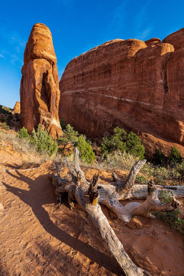 Dead Tree and Red Rocks in Arches National Park Stock Image - Image of ...