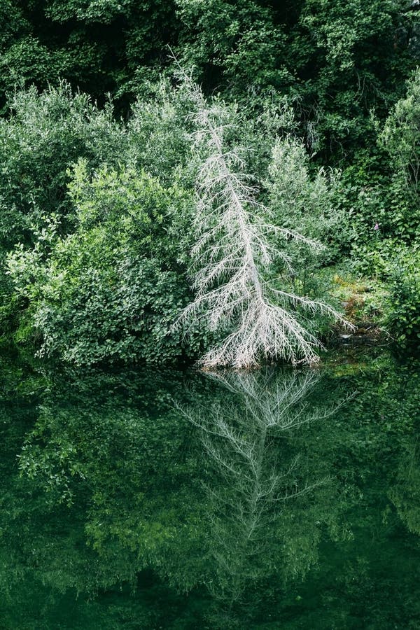 Dead tree reflections stock image. Image of water, summer - 37764215