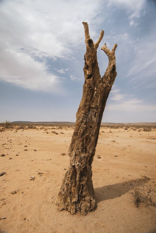 Dead tree remains stock image. Image of nature, yellow - 217877561
