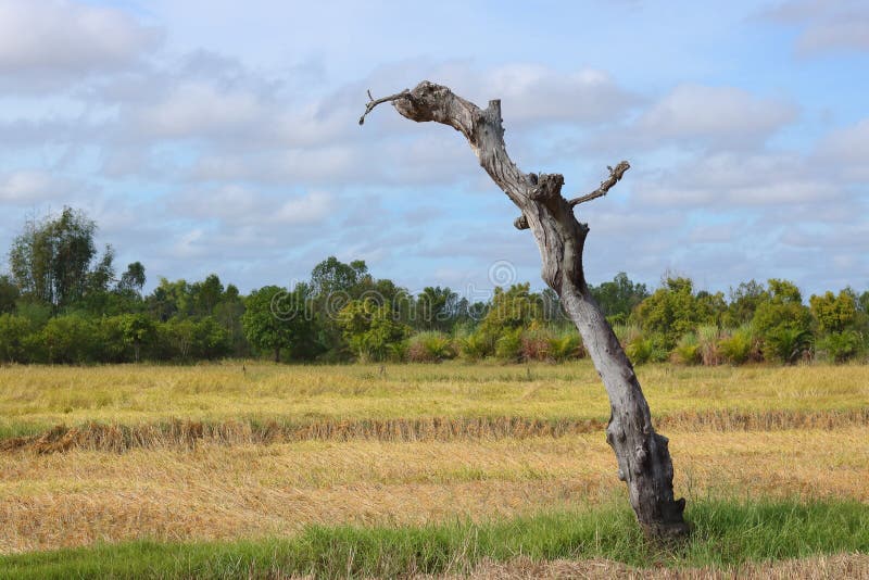 Dead tree stock photo. Image of country, paddy, dead - 98479890
