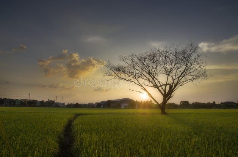 The Dead Tree in Rice Field Stock Image - Image of beautiful, nature ...