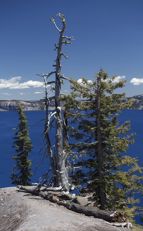 Dead Tree on the Rim of Crater Lake Stock Image - Image of volcano ...