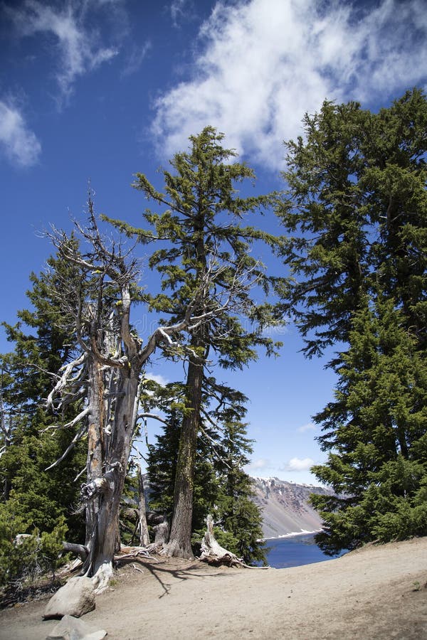 Dead Tree on the Rim of Crater Lake Stock Image - Image of landscape ...
