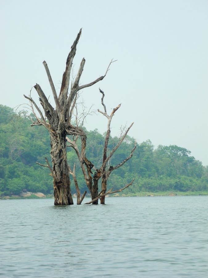 Dead tree stock image. Image of bush, tree, dead, branch - 46208313