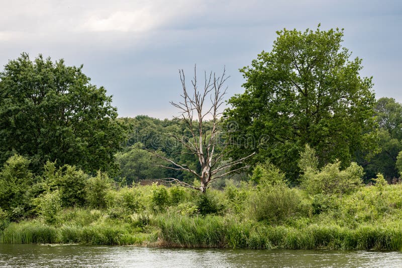 Dead Tree on the River Bank, Withered Tree Stock Photo - Image of wood ...