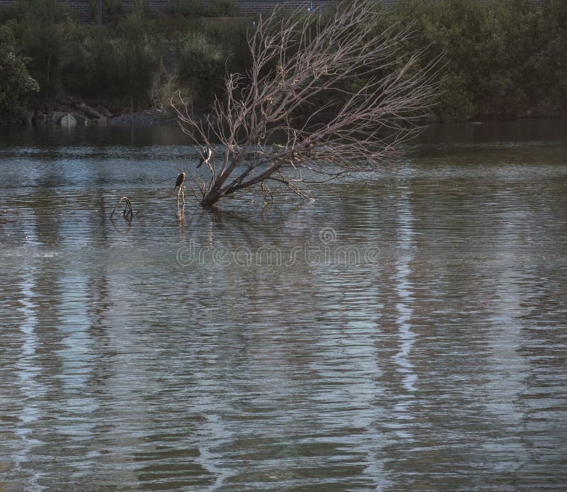 Dead Tree in the River with Birds. Stock Photo - Image of pond, mist ...