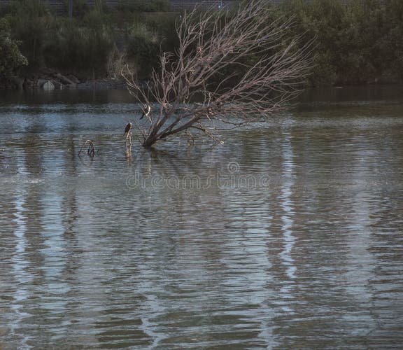 Dead Tree in the River with Birds. Stock Photo - Image of pond, mist ...