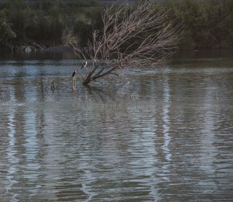 Dead Tree in the River with Birds. Stock Photo - Image of pond, mist ...