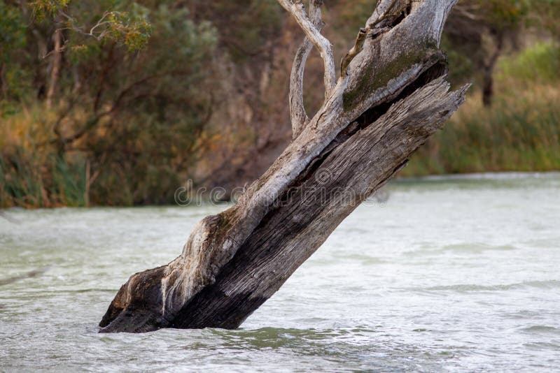 A Dead Tree in the River Murray at Cobdogla South Australia on 22nd ...