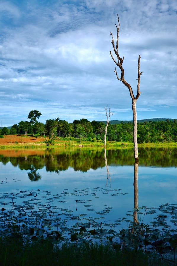 Dead tree in river stock photo. Image of horror, dreams - 32833666
