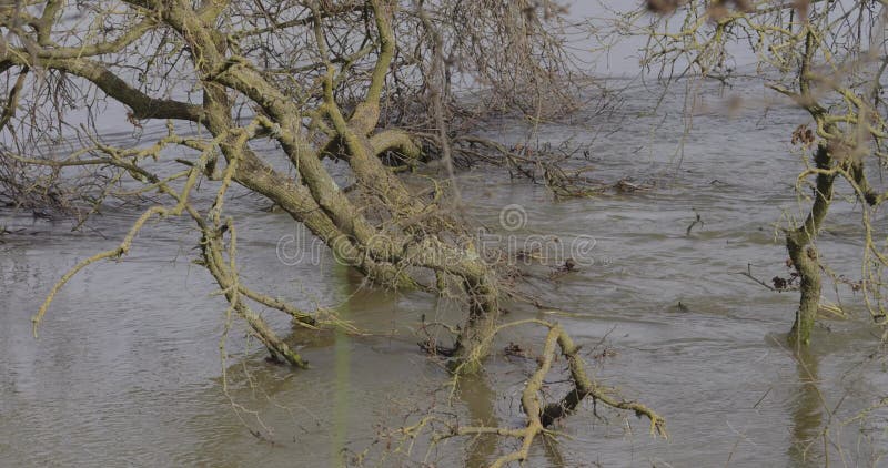 Dead Tree on a River Stream in the Wilderness at the Daytime Stock ...